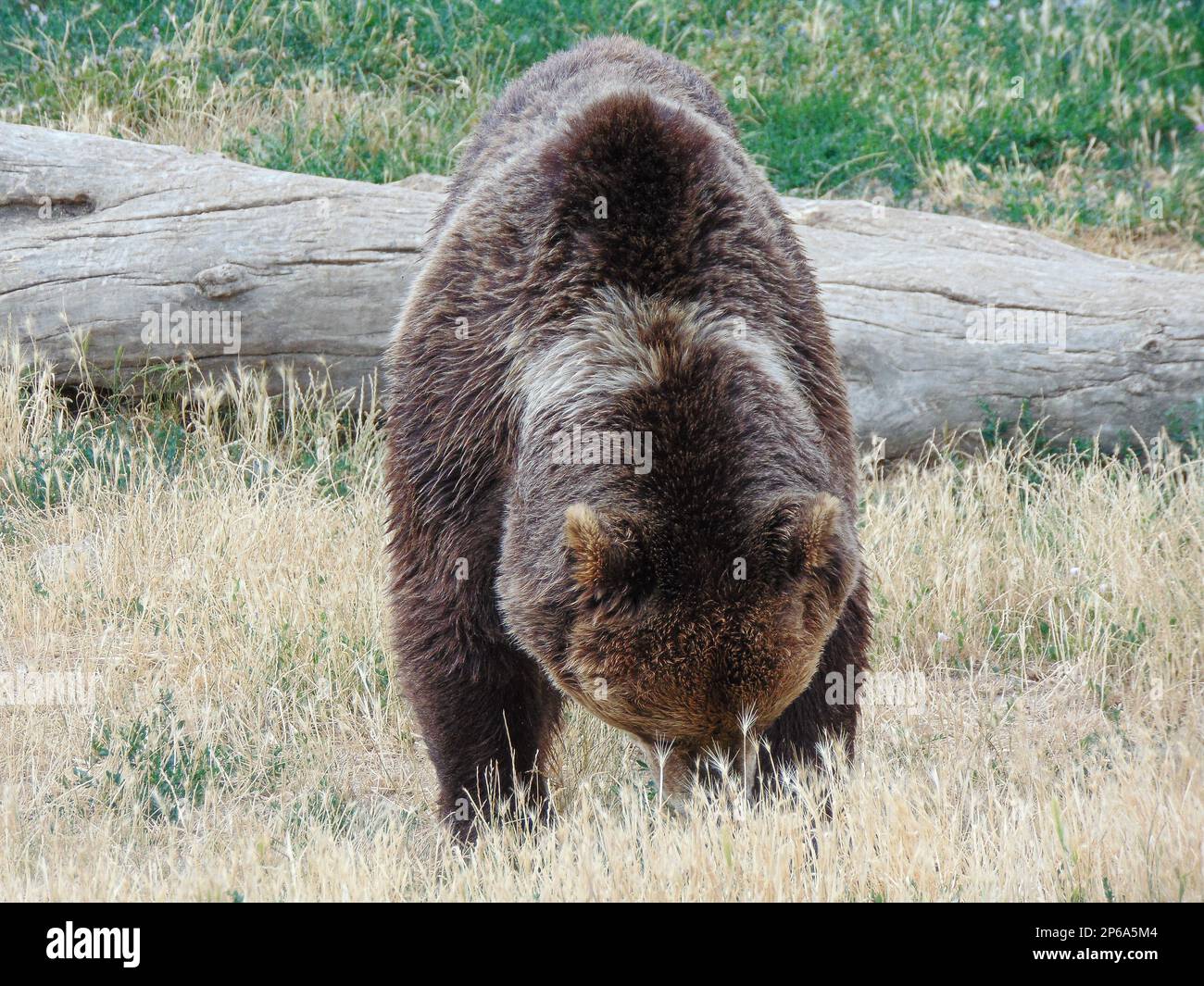 Brown bear at zoo Oradea, Romania Stock Photo - Alamy