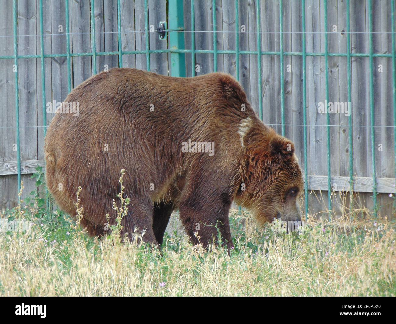Brown bear at zoo Oradea, Romania Stock Photo - Alamy