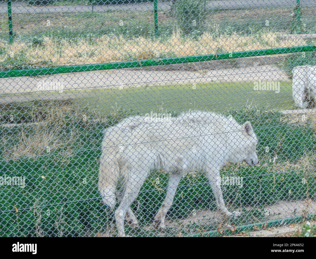 arctic wolf at zoo Oradea, Romania Stock Photo - Alamy