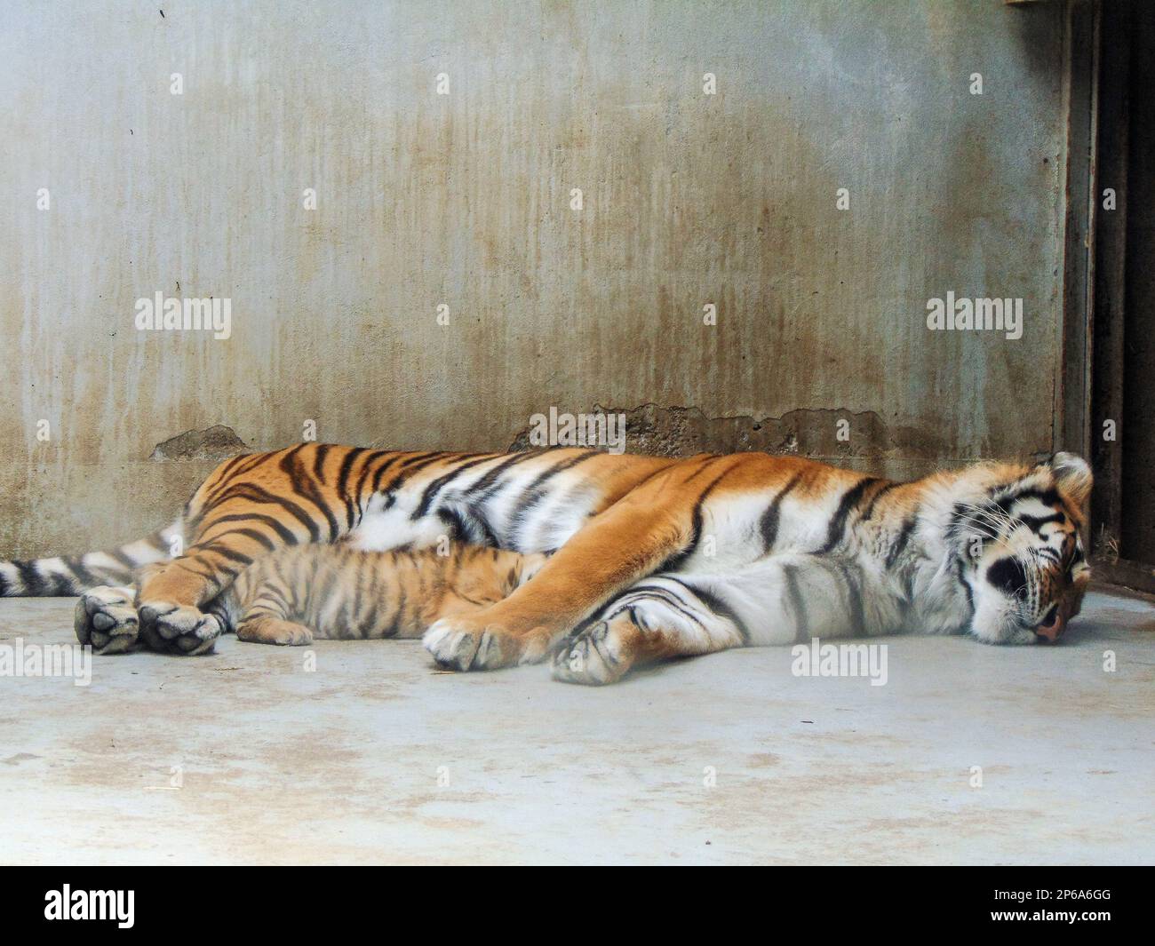 a female tiger sleeps with her cub. At zoo Oradea, Romania Stock Photo ...