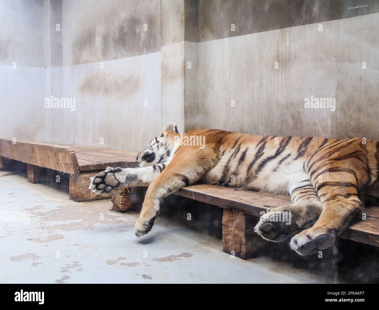 a tiger sleeps at the Oradea Zoo, Romania Stock Photo - Alamy