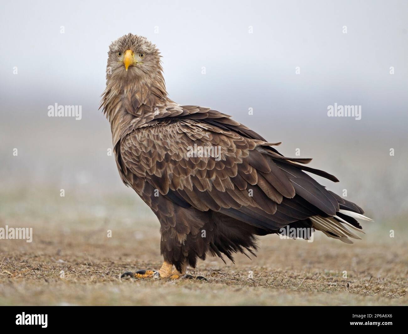 White tailed eale standing Stock Photo - Alamy