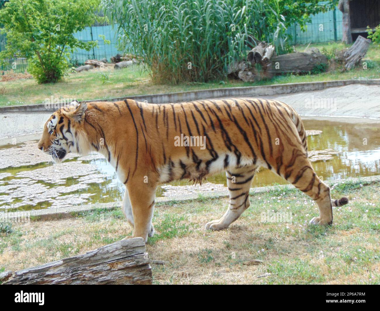 Siberian tiger at Oradea Zoo, Romania. Feline Stock Photo - Alamy
