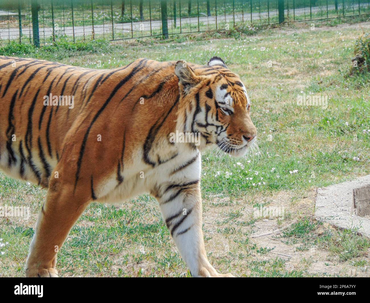 Siberian tiger at Oradea Zoo, Romania. Feline Stock Photo - Alamy