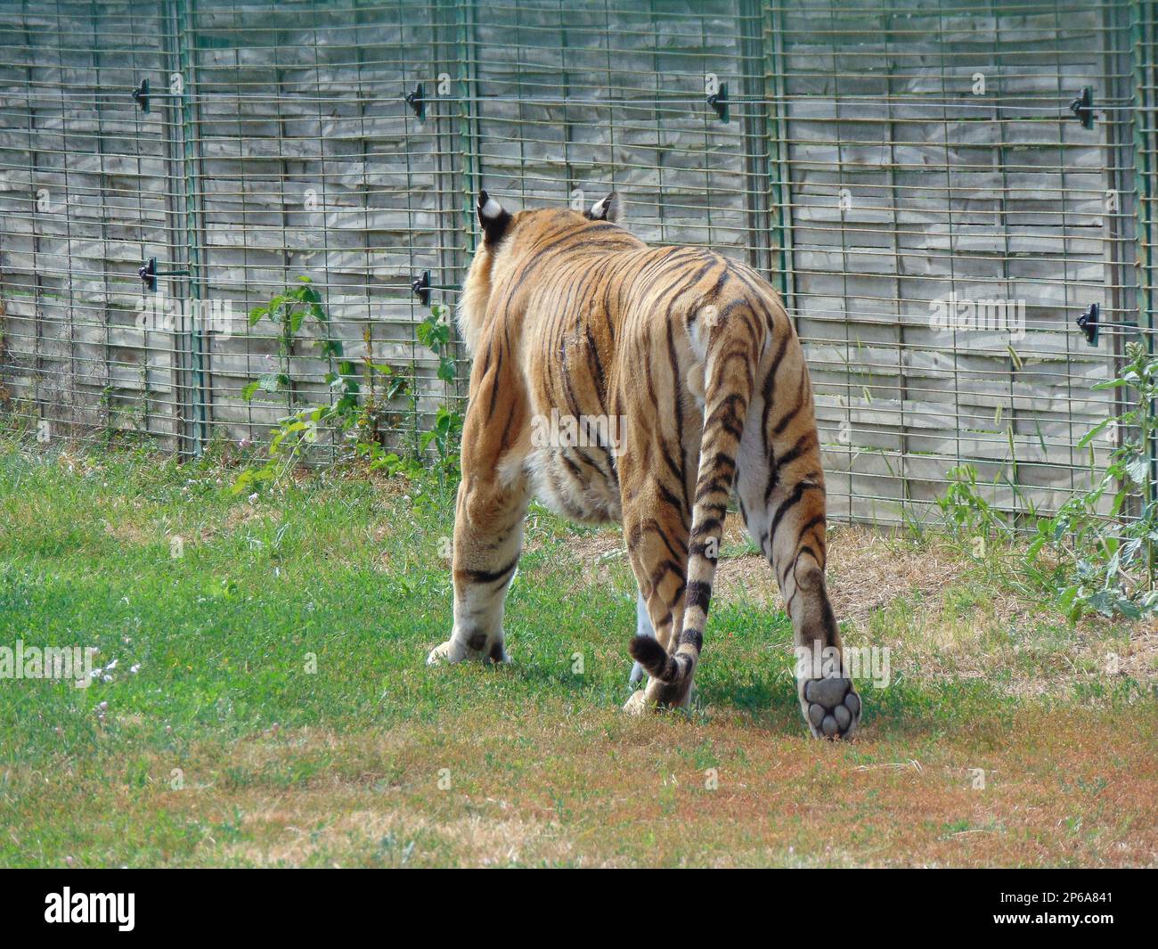 Siberian tiger at Oradea Zoo, Romania. Feline Stock Photo - Alamy