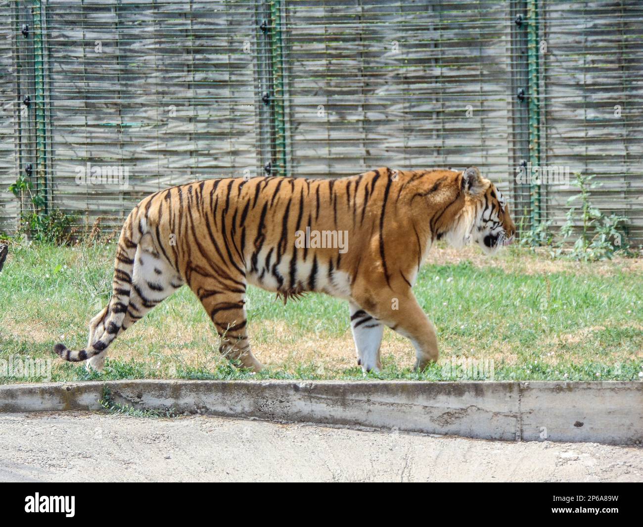 Siberian tiger at Oradea Zoo, Romania. Feline Stock Photo - Alamy