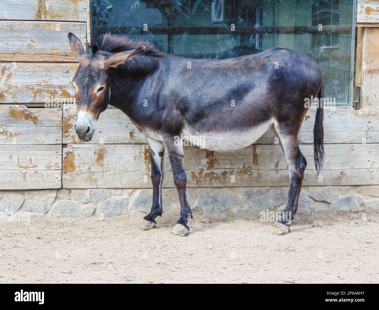 a donkey is sitting. in Romania Stock Photo - Alamy