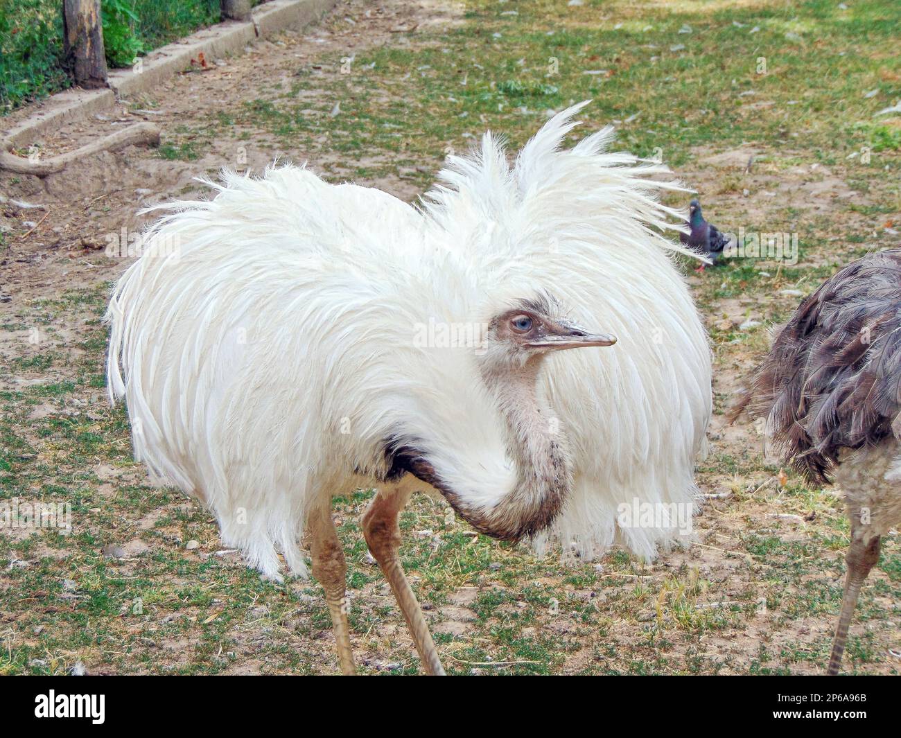 white nandu in a enclosure Stock Photo - Alamy