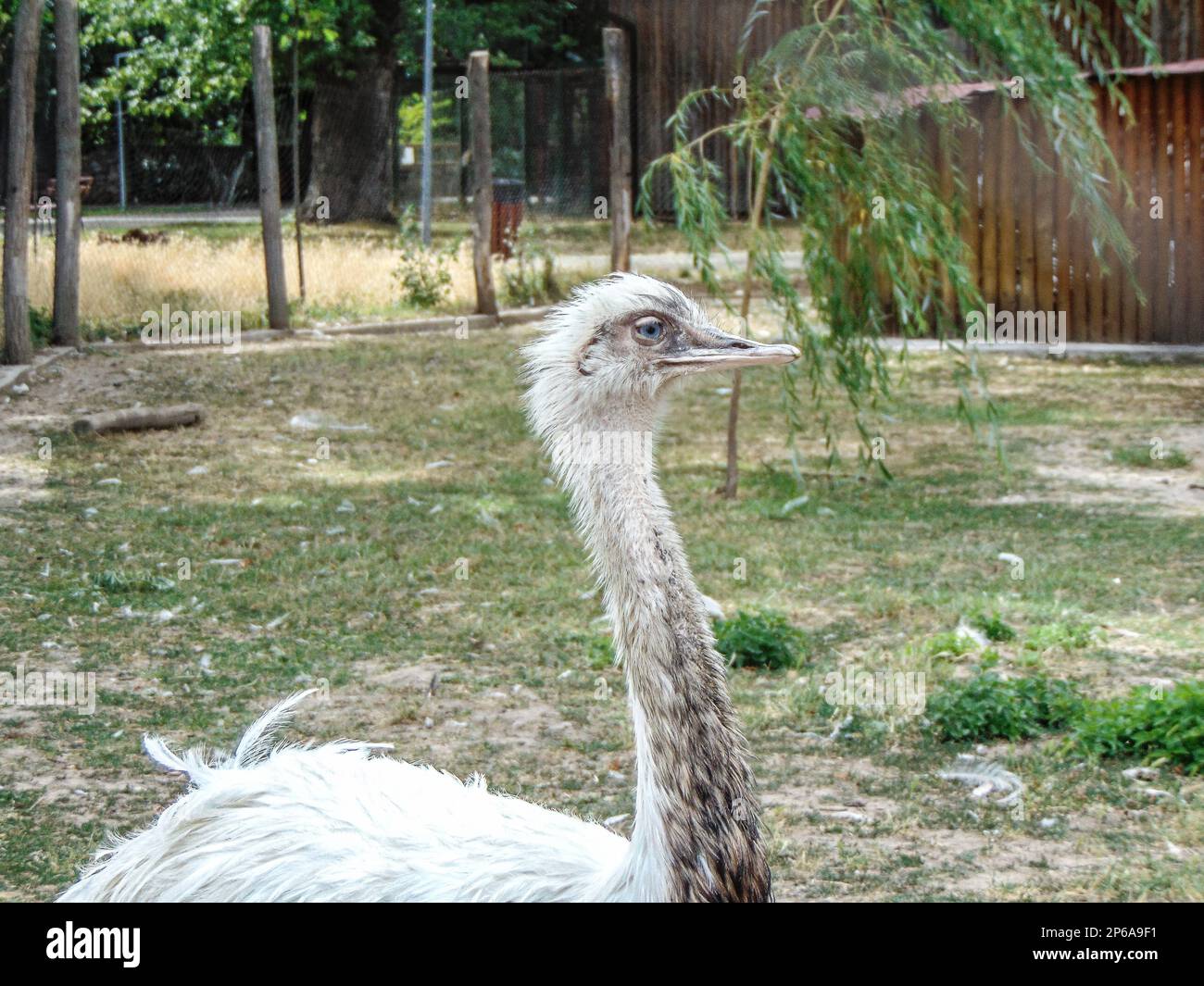 White nandu in a enclosure Stock Photo - Alamy