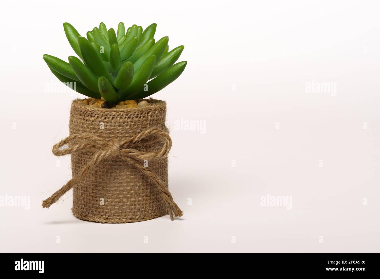 Succulent plant wrapped in a burlap bag isolated on white background ...