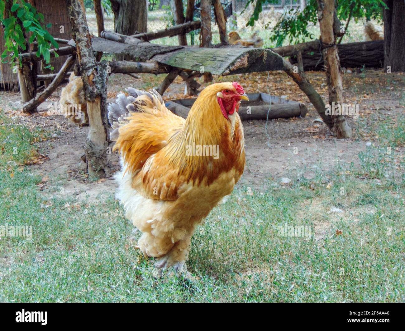 The Brahma hen in a enclosure Stock Photo - Alamy