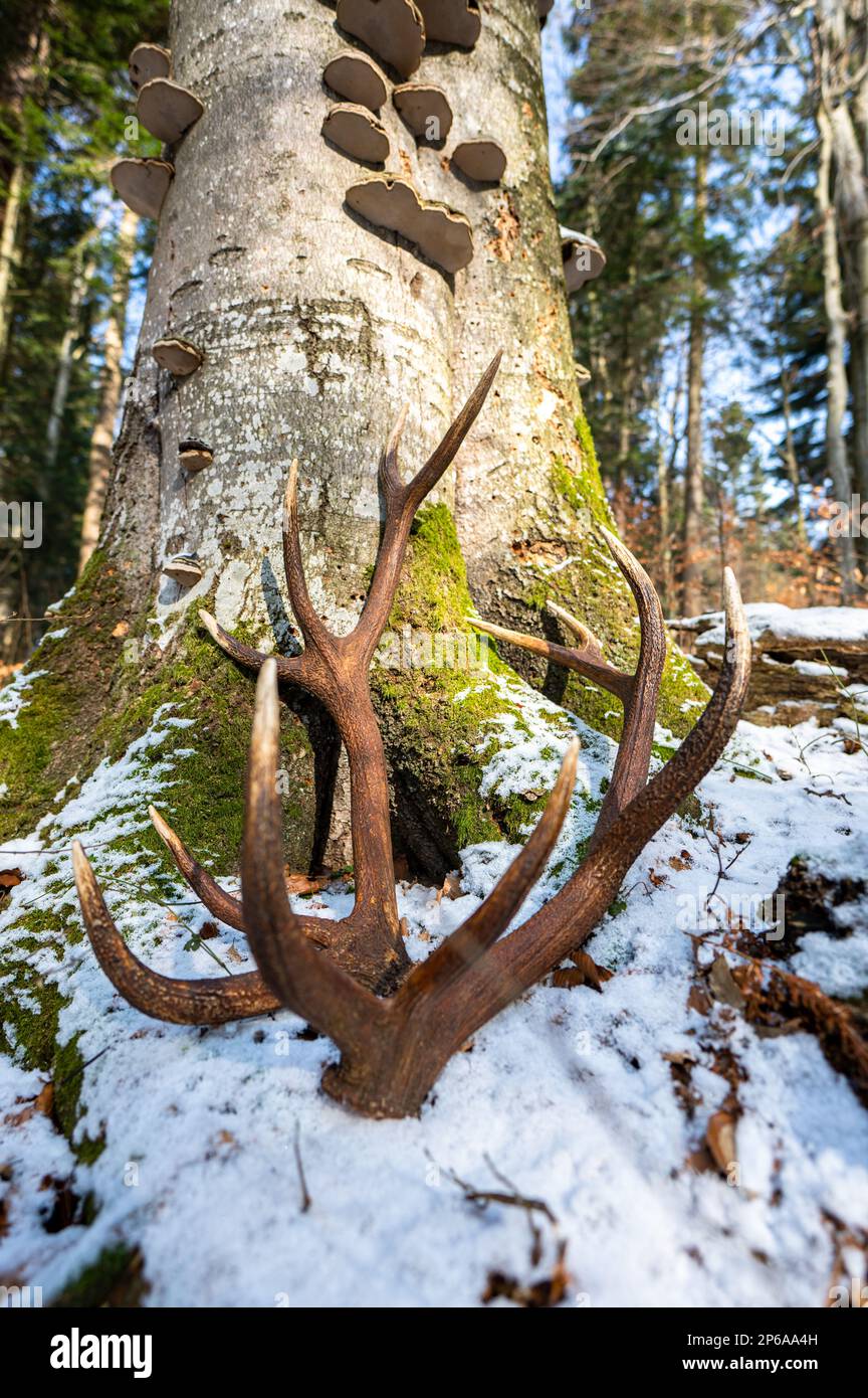 A set of huge deer antler sheds found in the forest. Beautiful forest ...