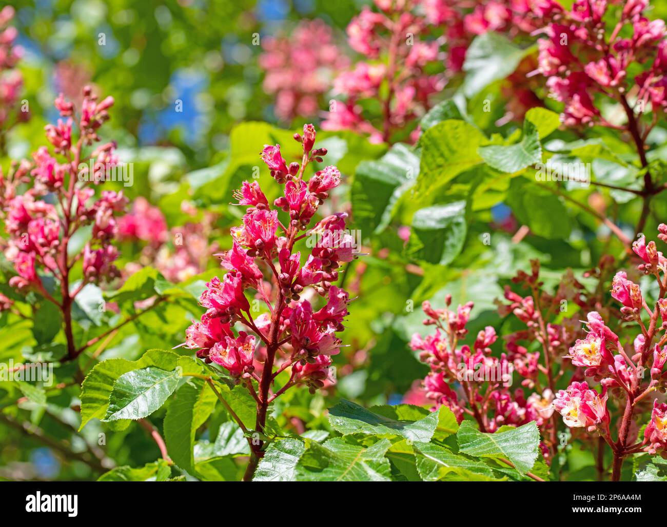 Red-flowering horse chestnut, Aesculus rubicunda, in spring Stock Photo ...