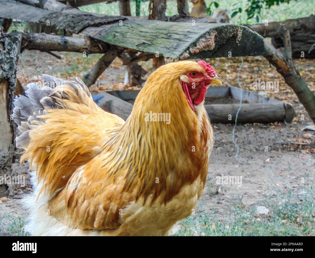 The Brahma hen in a enclosure Stock Photo - Alamy