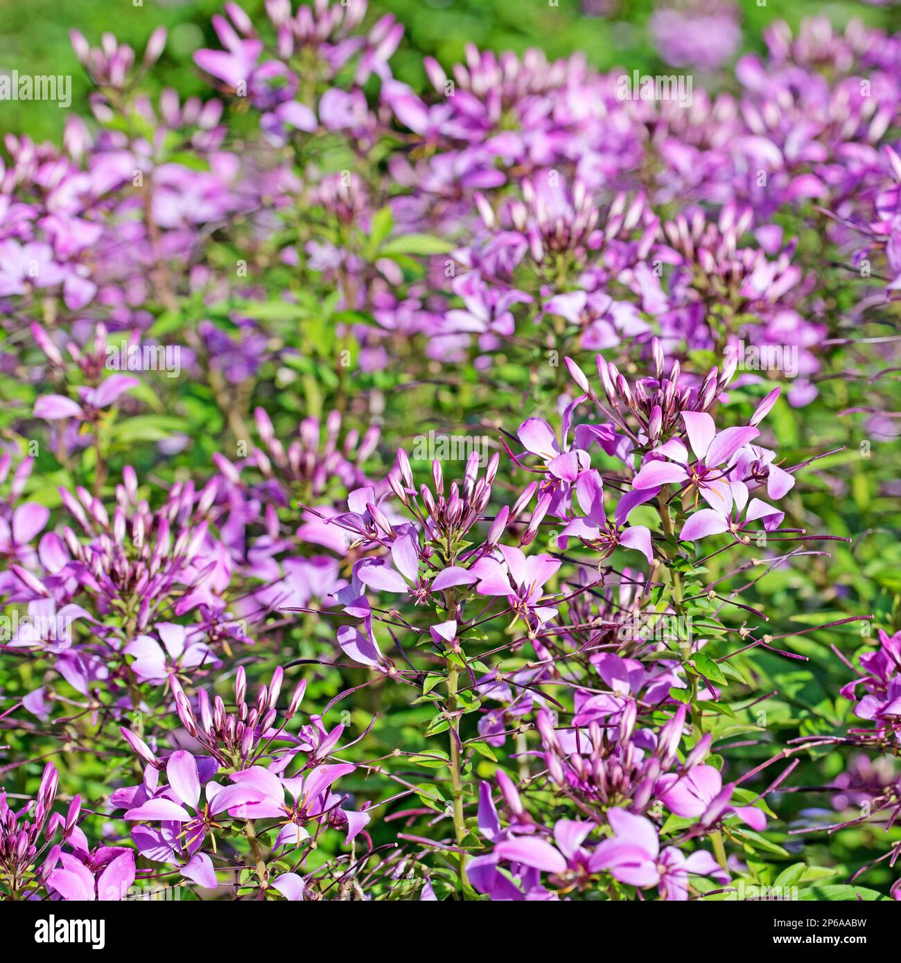 Spider flower, Cleome spinosa, in the garden Stock Photo - Alamy