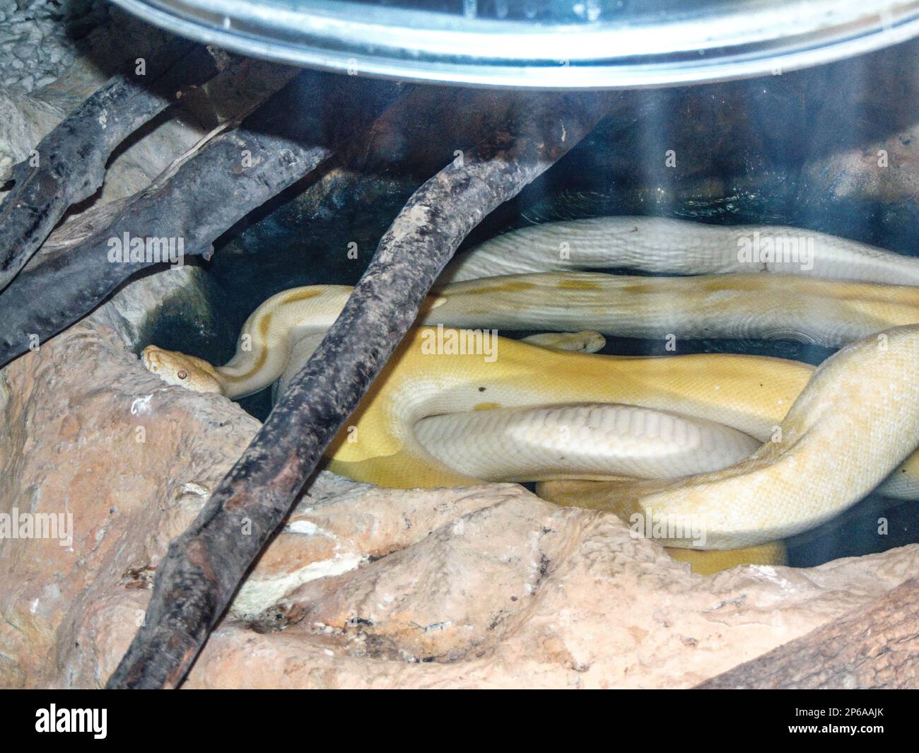 Big yellow snake in a enclosure Stock Photo - Alamy