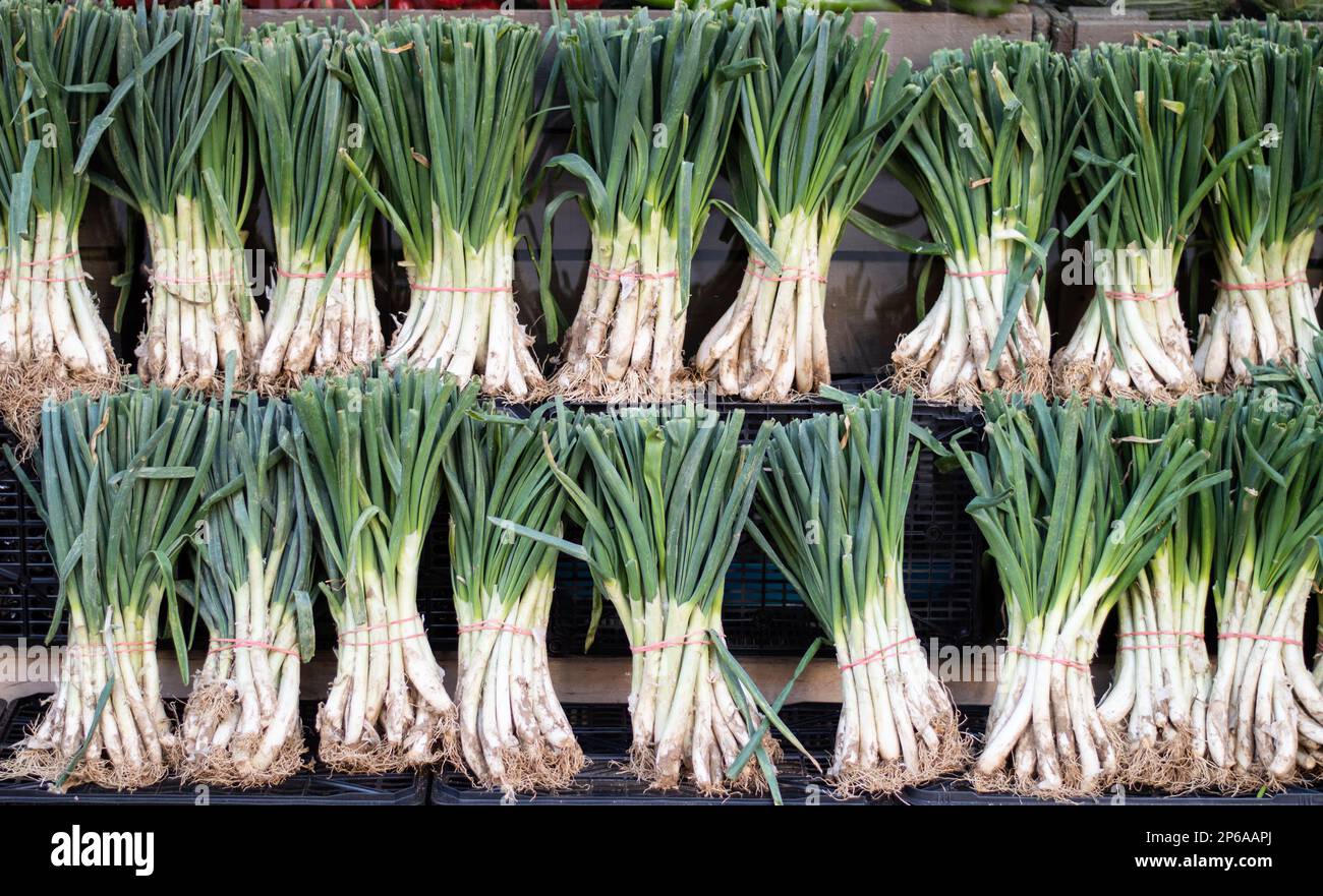 Bunches spring onions hi-res stock photography and images - Alamy