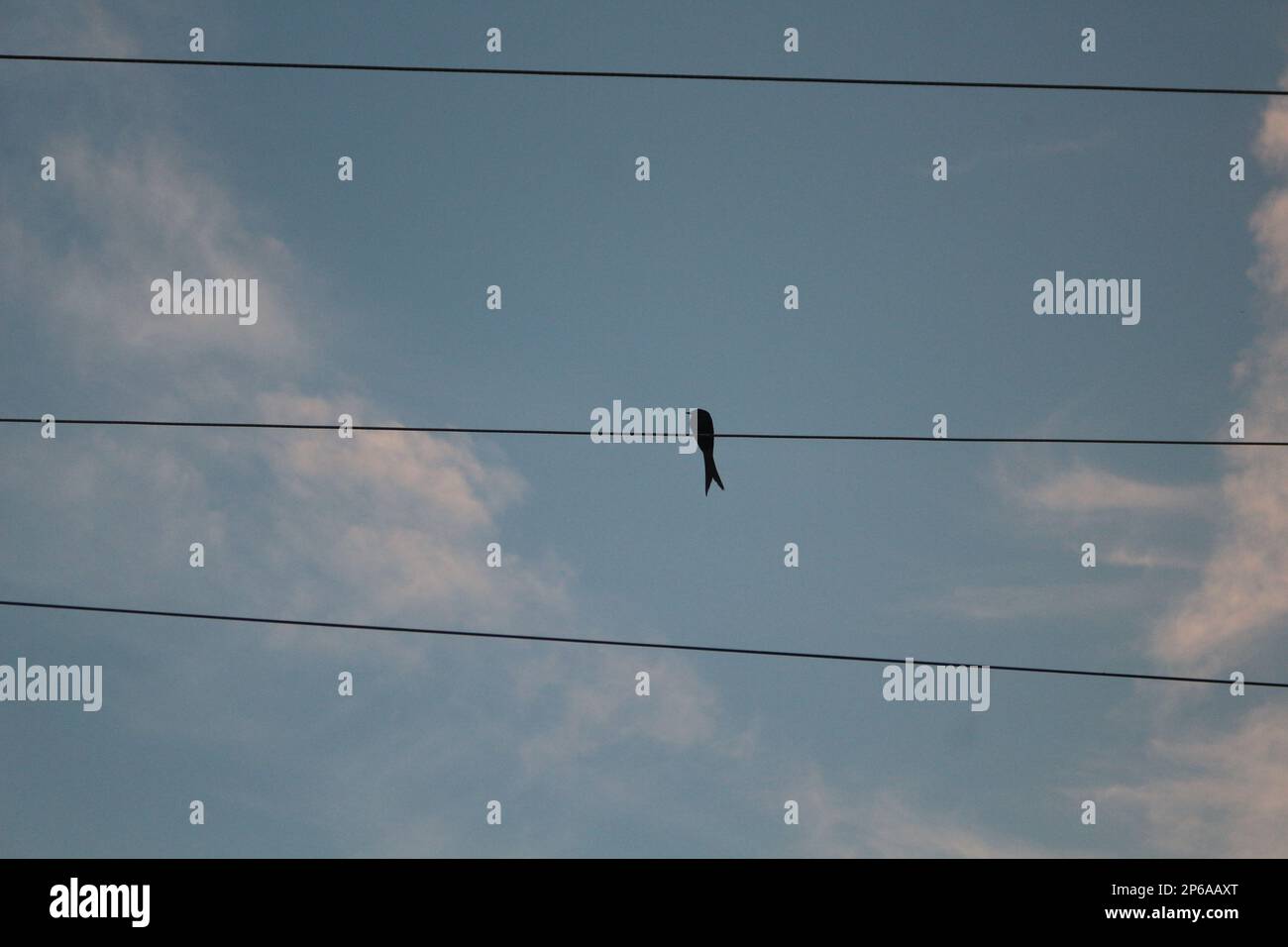 Alone bird in blue sky Stock Photo - Alamy