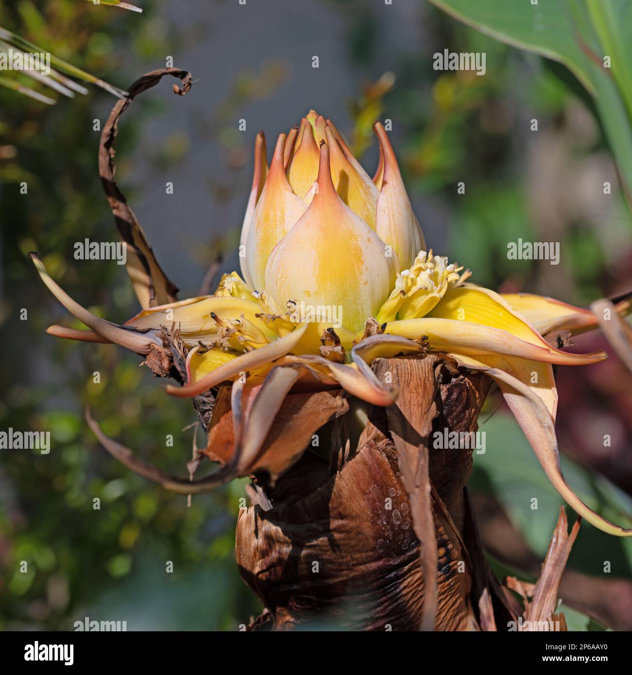 Blossom of the ornamental banana, Ensete ventricosum, in a close-up ...