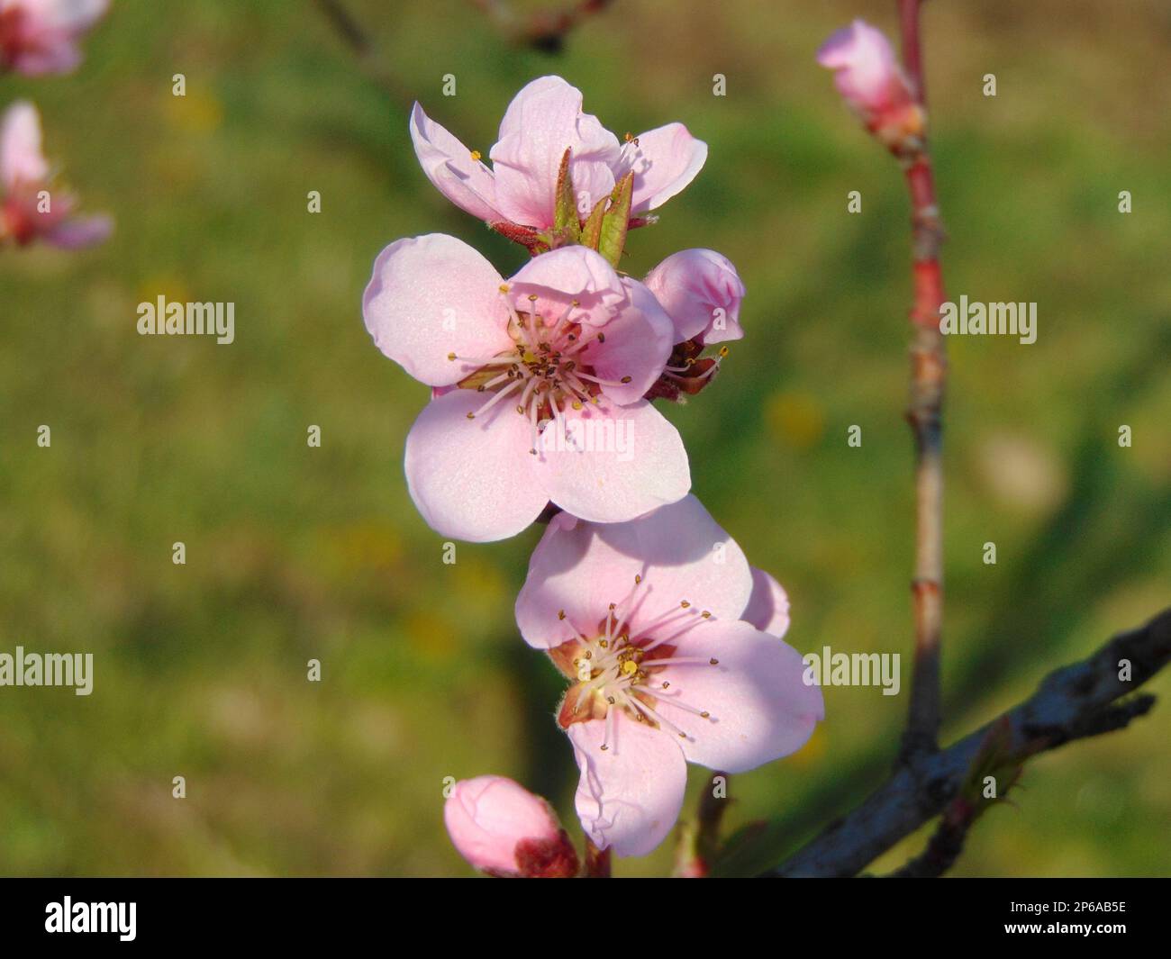 Flowering peach tree in hi-res stock photography and images - Alamy