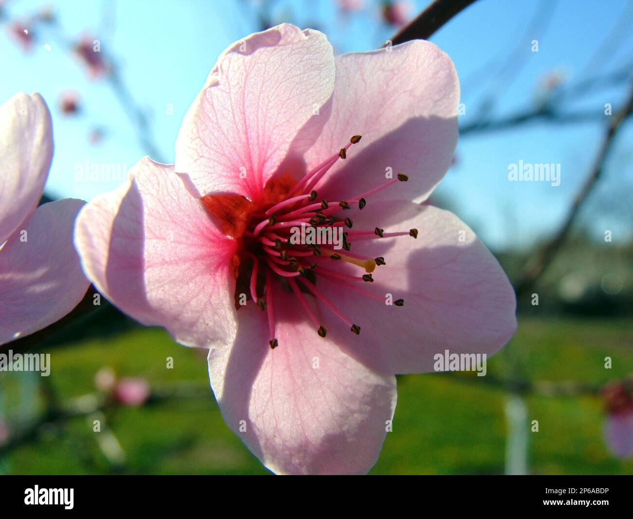 Flowering peach tree hi-res stock photography and images - Alamy