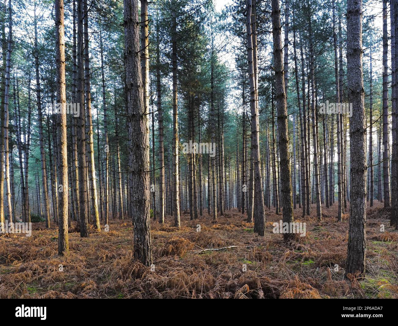 Royal estate sandringham walking hi-res stock photography and images ...