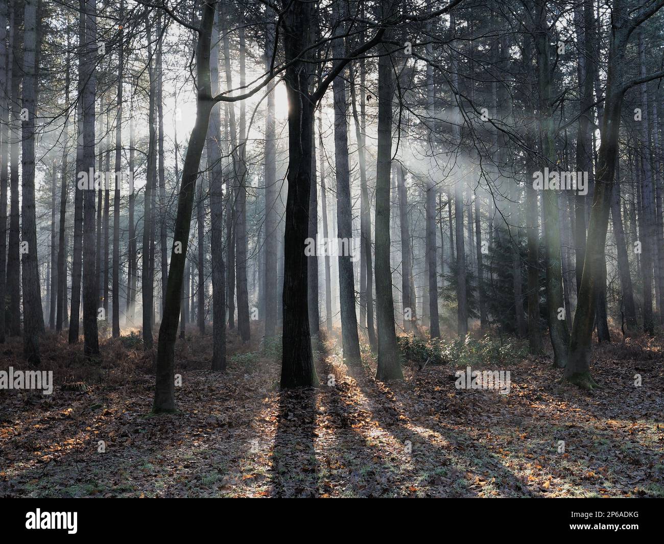 Royal estate sandringham walking hi-res stock photography and images ...