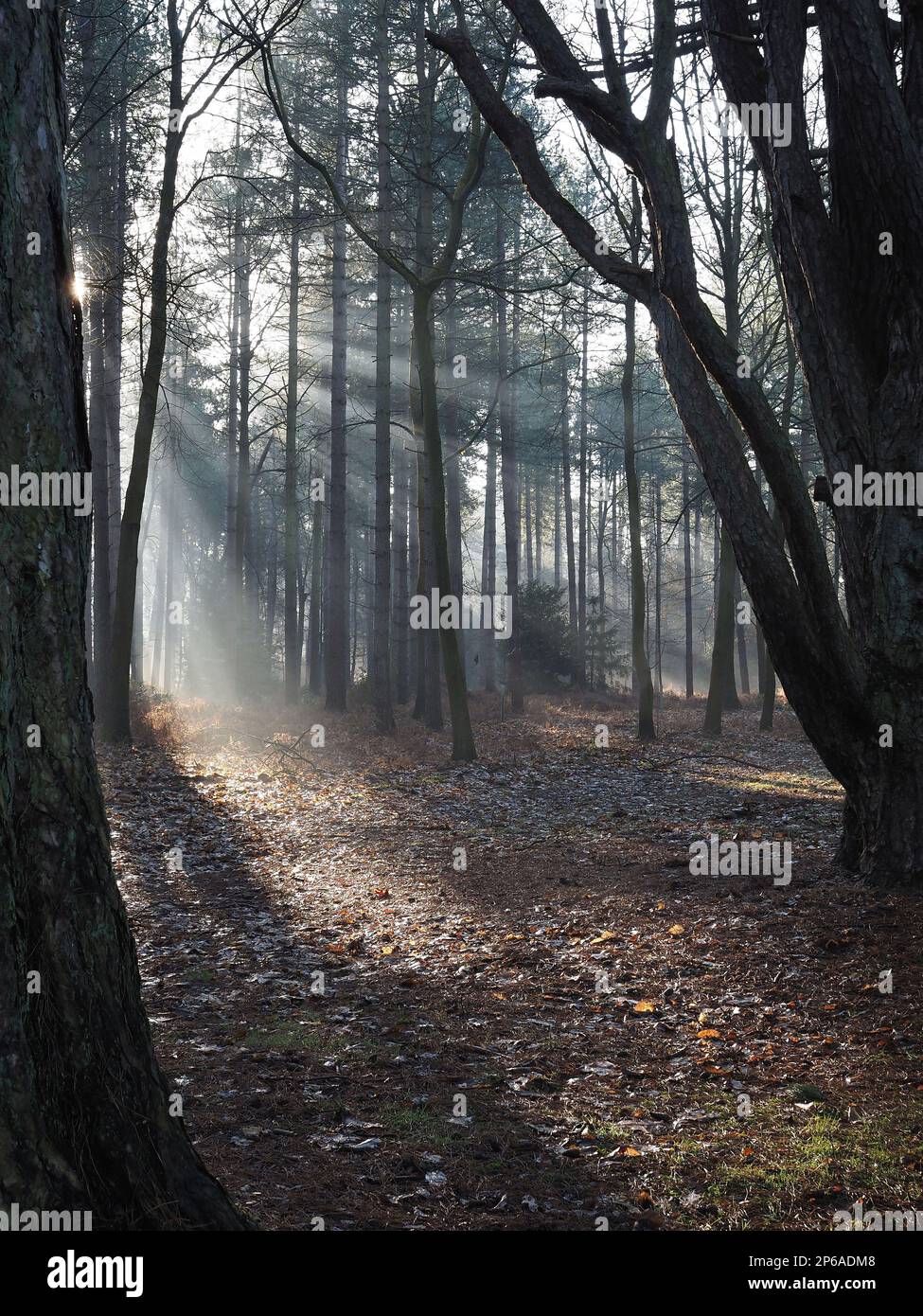 Royal estate sandringham walking hi-res stock photography and images ...