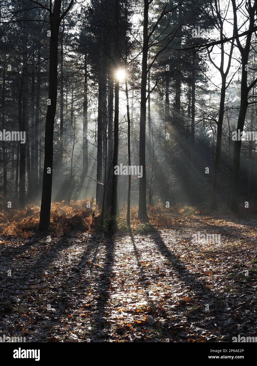 Royal estate sandringham walking hi-res stock photography and images ...
