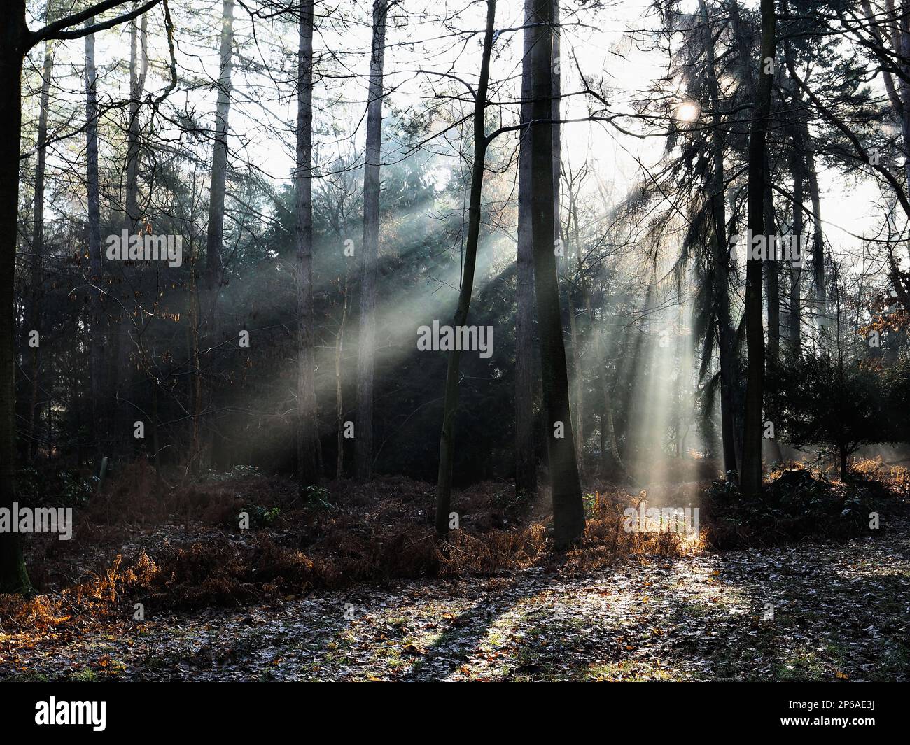 Royal estate sandringham walking hi-res stock photography and images ...