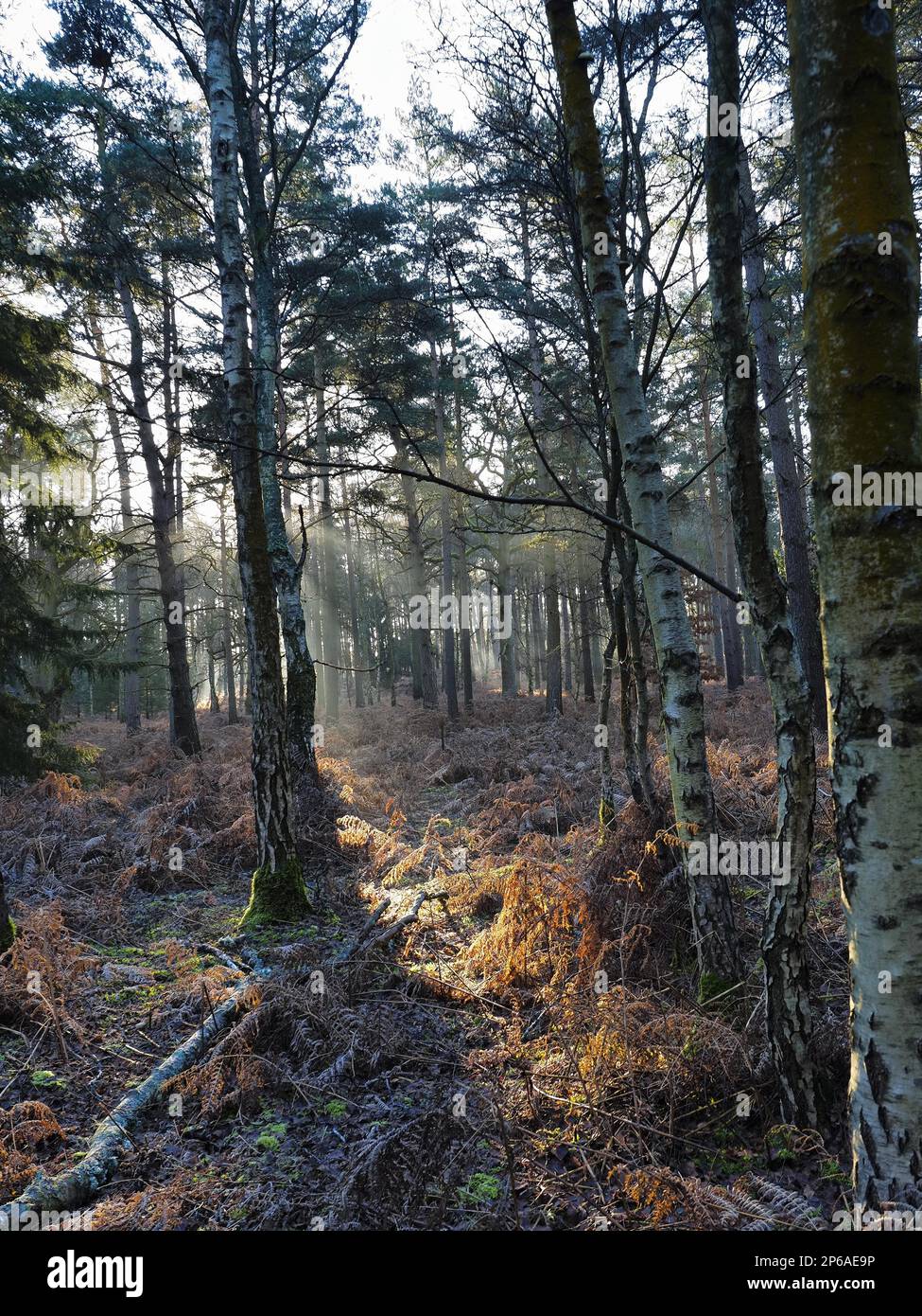 Royal estate sandringham walking hi-res stock photography and images ...