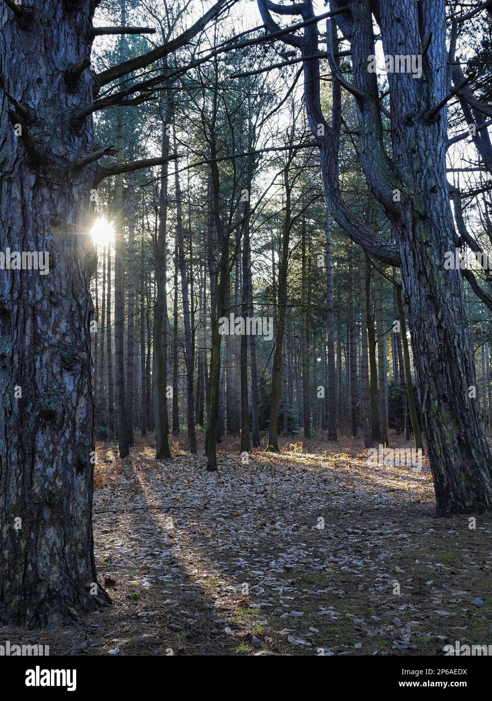 Sandringham estate winter hi-res stock photography and images - Alamy