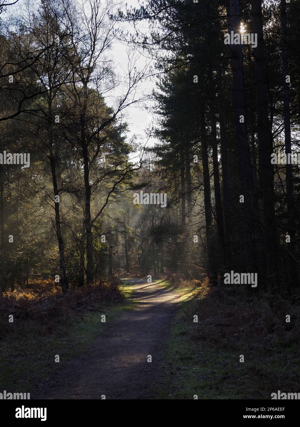 Royal estate sandringham walking hi-res stock photography and images ...