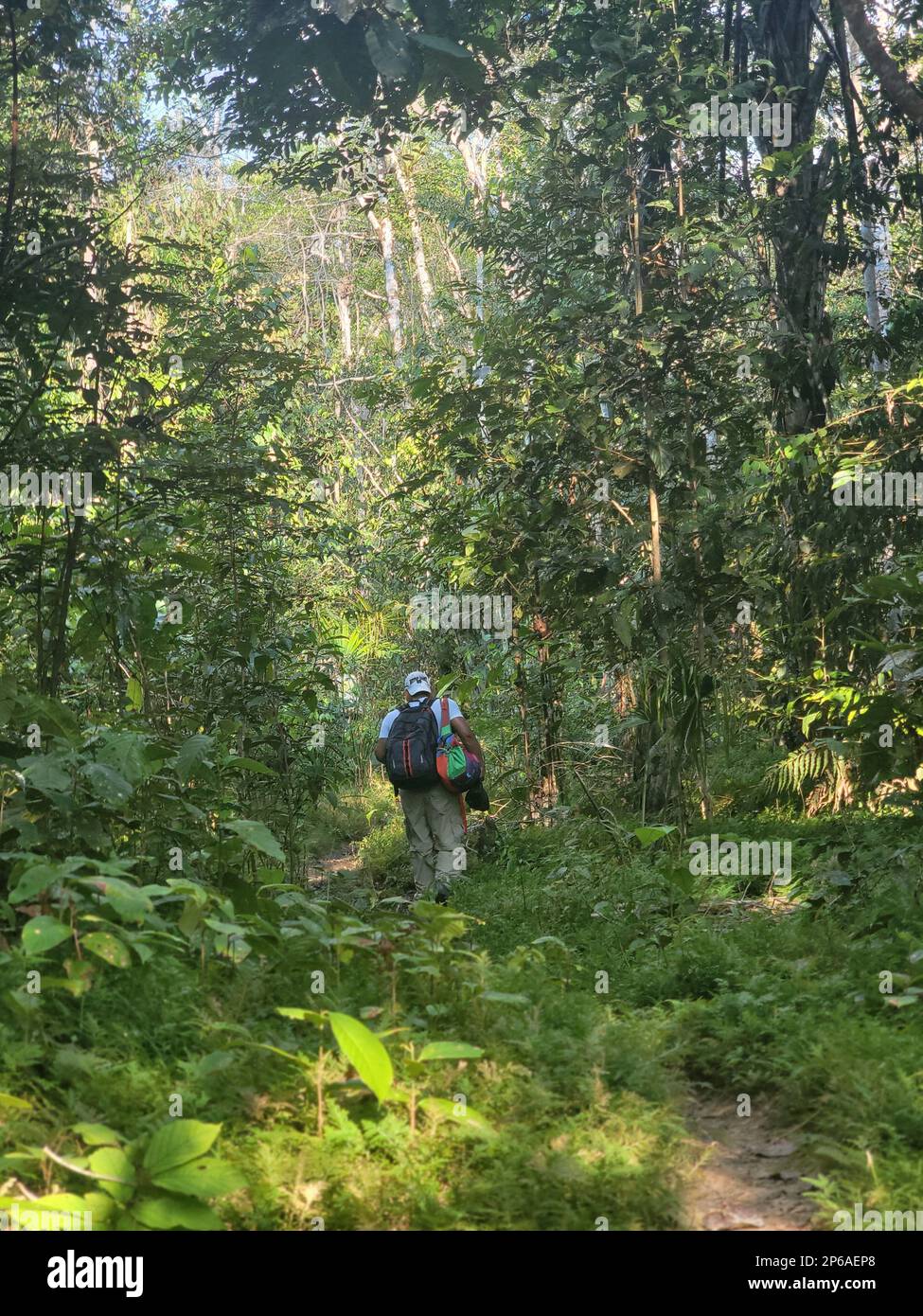 Hiker in the rainforest of the Peruvian Amazon Stock Photo - Alamy