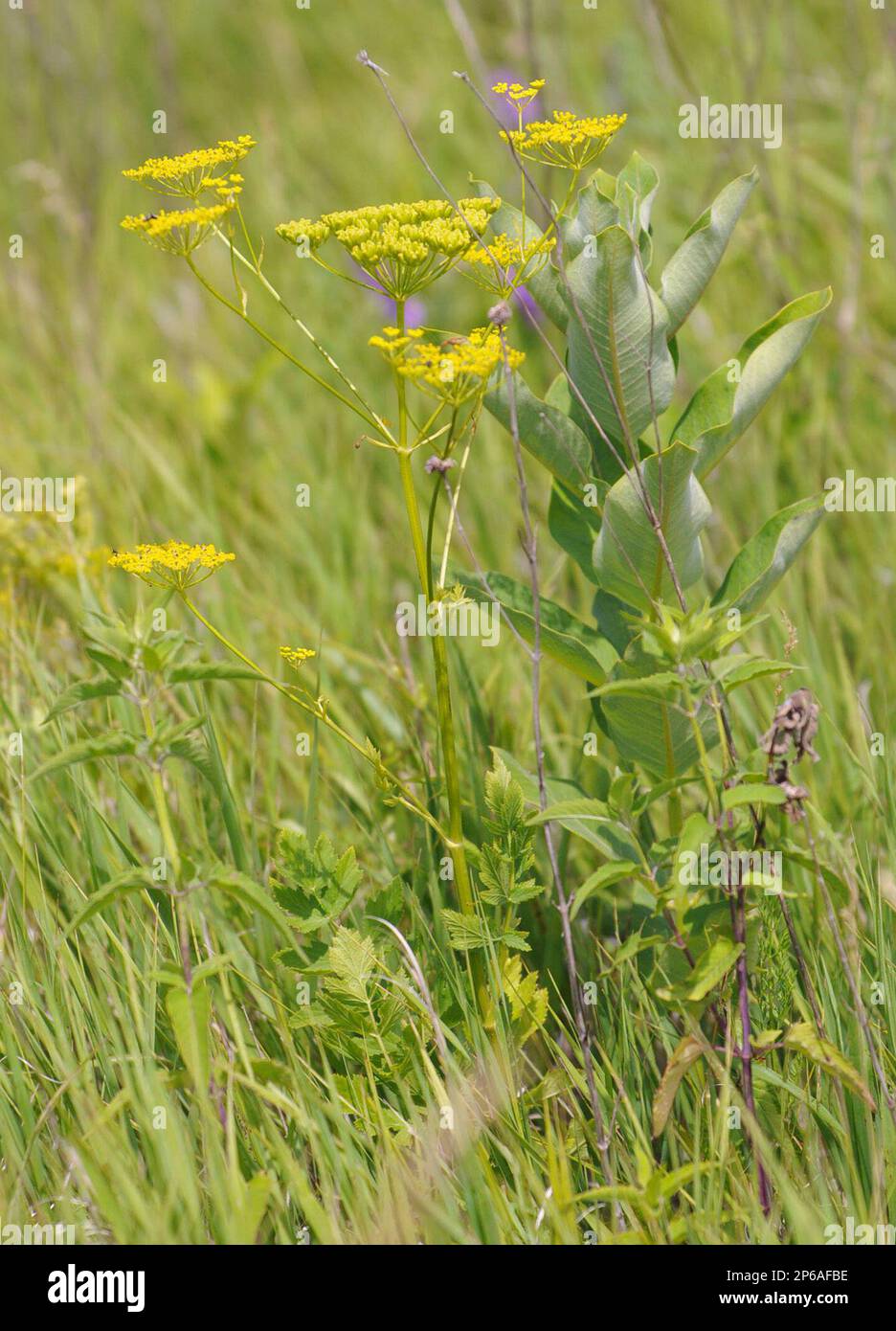 Wild parsnip, an invasive plant not native to the United States, is ...