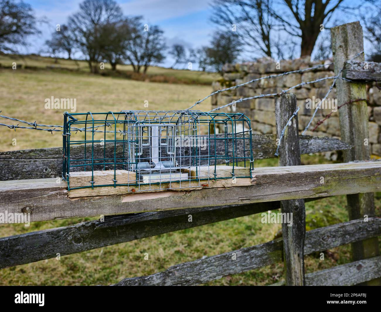 Vermin trap set on wooden farm gate in Colsterdale, North Yorkshire ...
