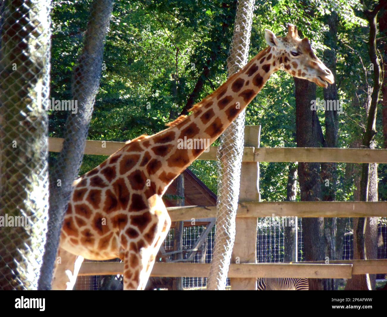 giraffe in a enclosure - animals Stock Photo - Alamy