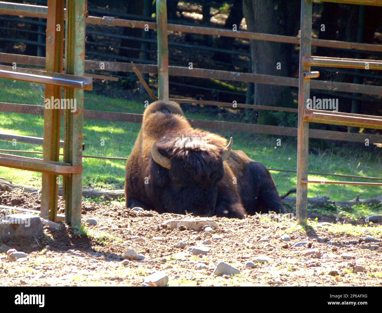 Bison enclosure hi-res stock photography and images - Alamy