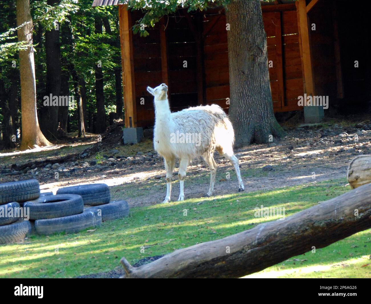 white lama in a enclosure Stock Photo - Alamy