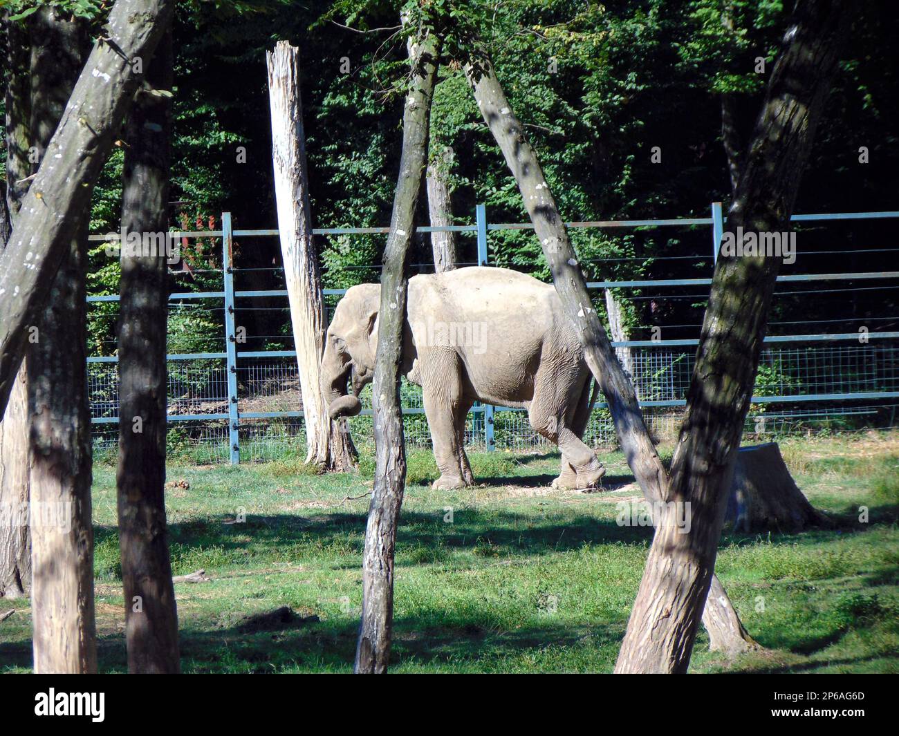 elephant in a enclosure - animal Stock Photo - Alamy