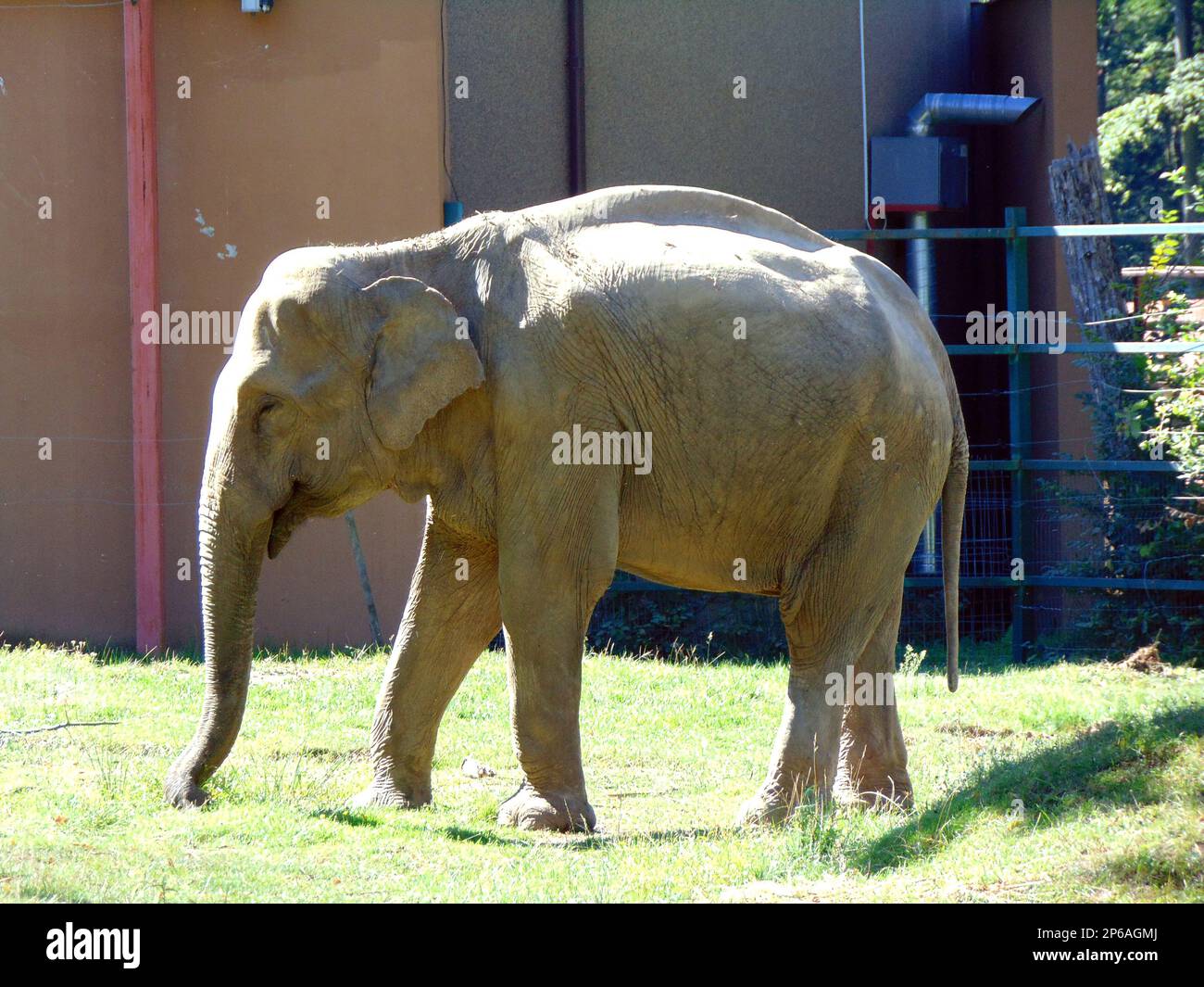 elephant in a enclosure - animal Stock Photo - Alamy