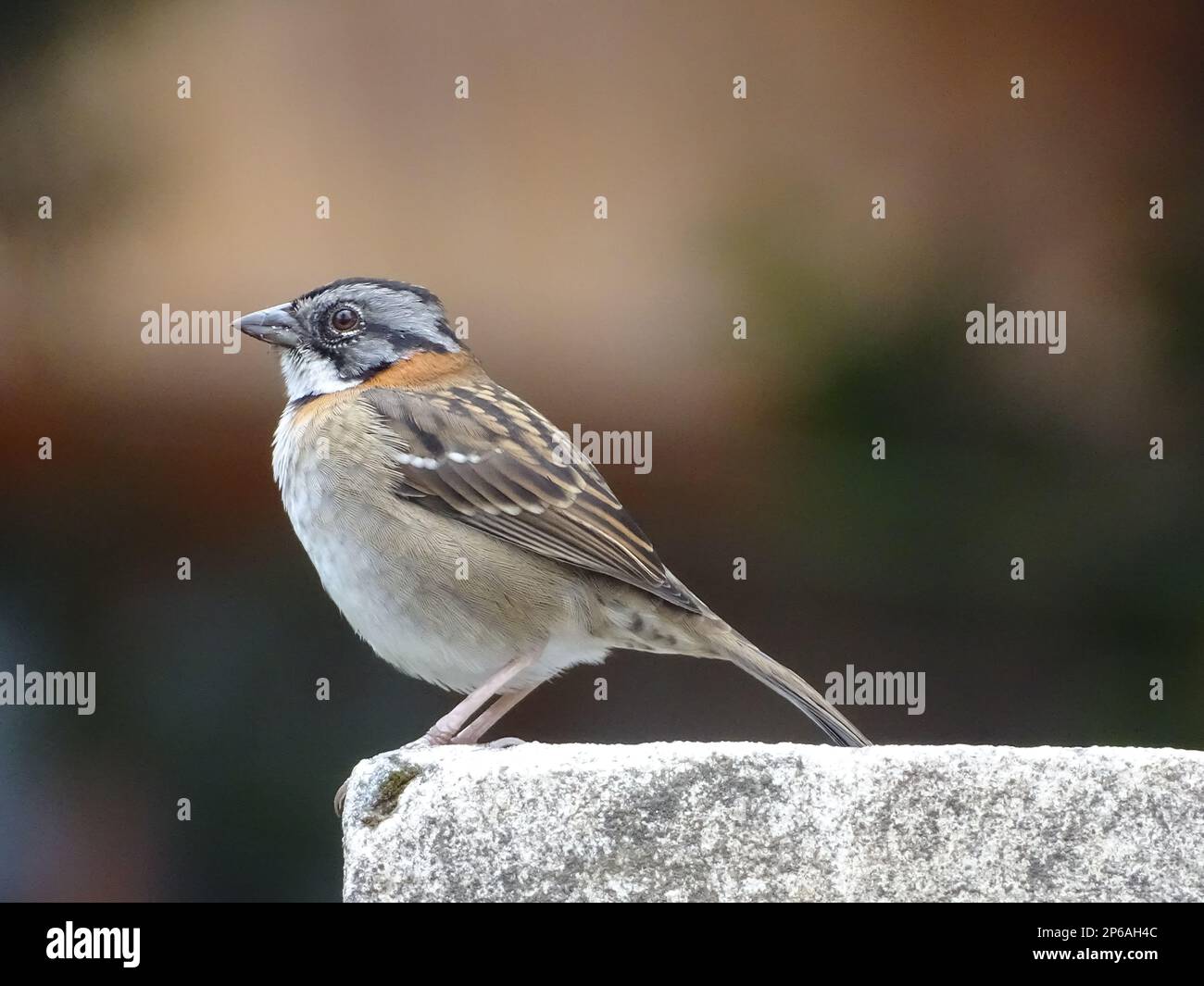 Colorful bird with black and grey stripes on head, white chin and brown ...