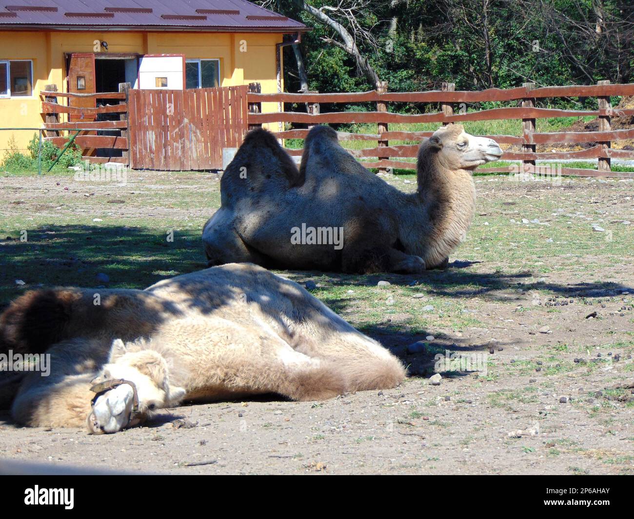two camels in a enclosure Stock Photo - Alamy