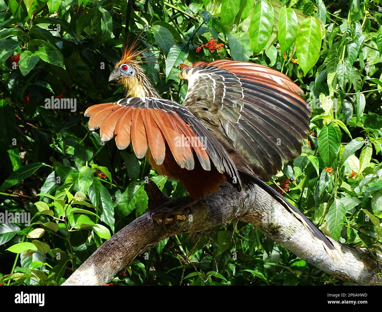 Hoatzin Bird from the Amazon Rainforest spreading it's colorful wings ...