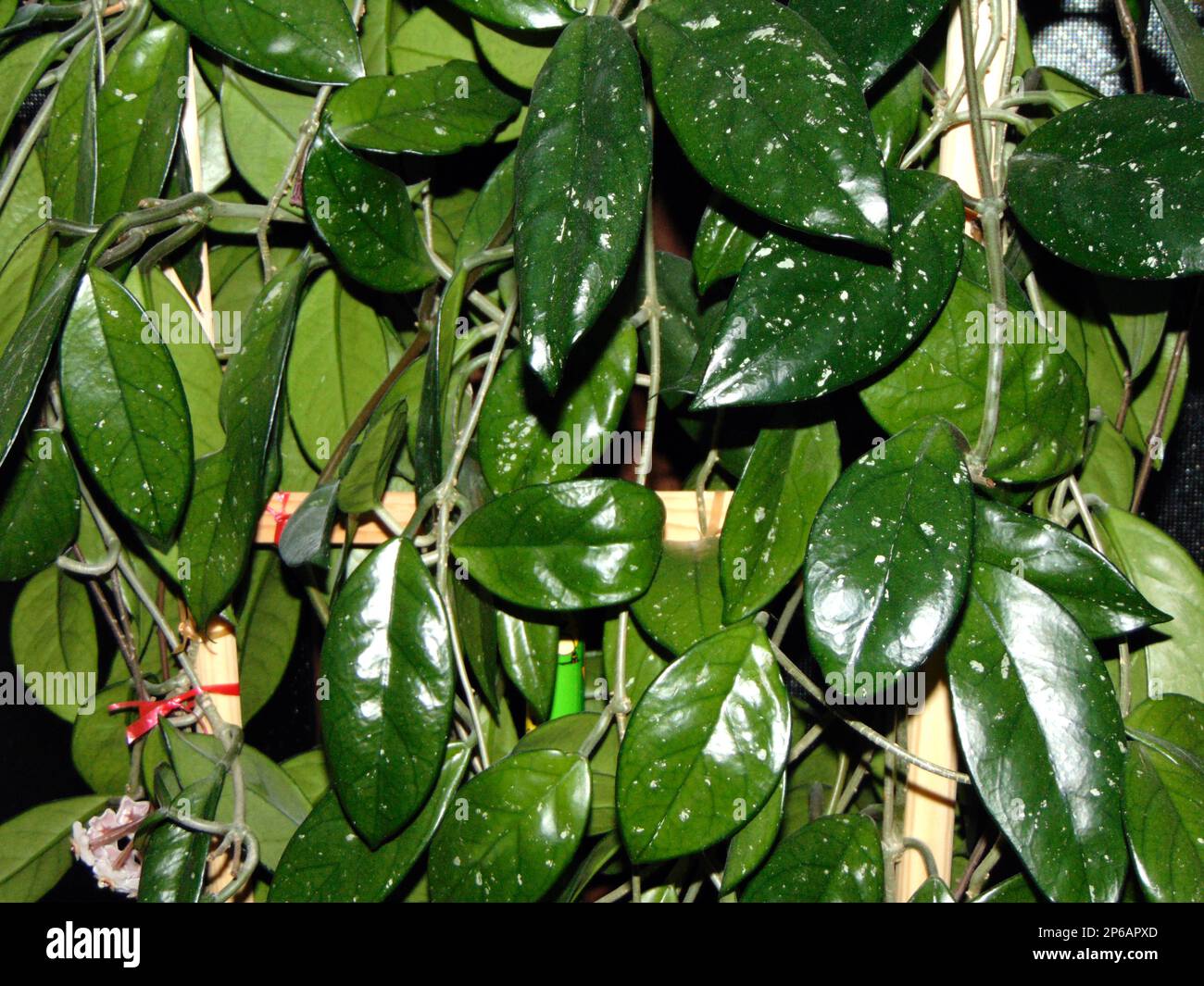 Honeyplant hi-res stock photography and images - Alamy