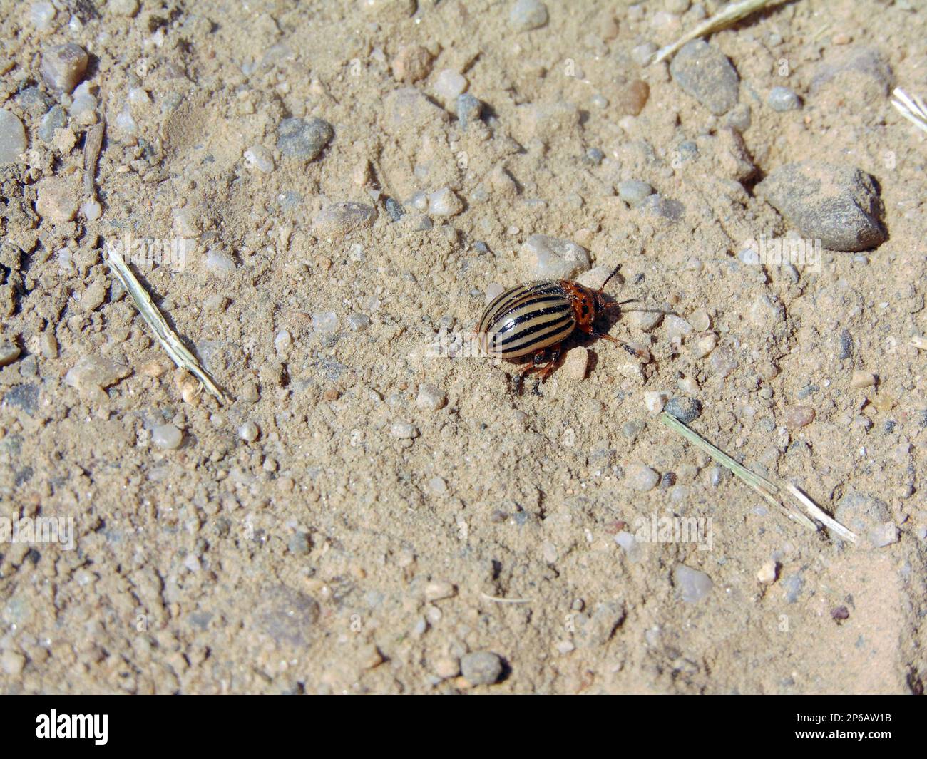Potato bug hi-res stock photography and images - Alamy