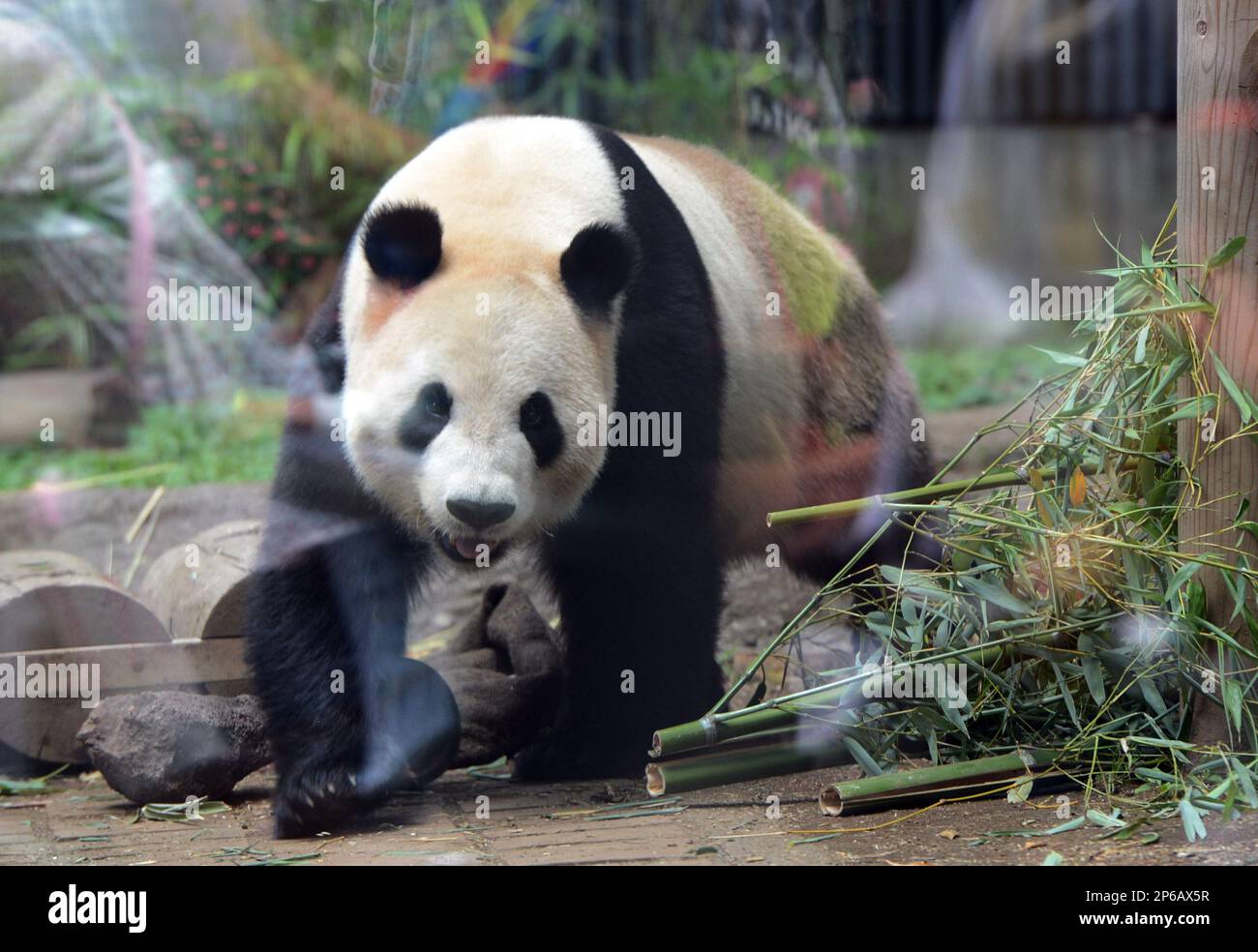 Shin Shin, a female giant panda walks in a panda cage at Tokyo's Ueno ...