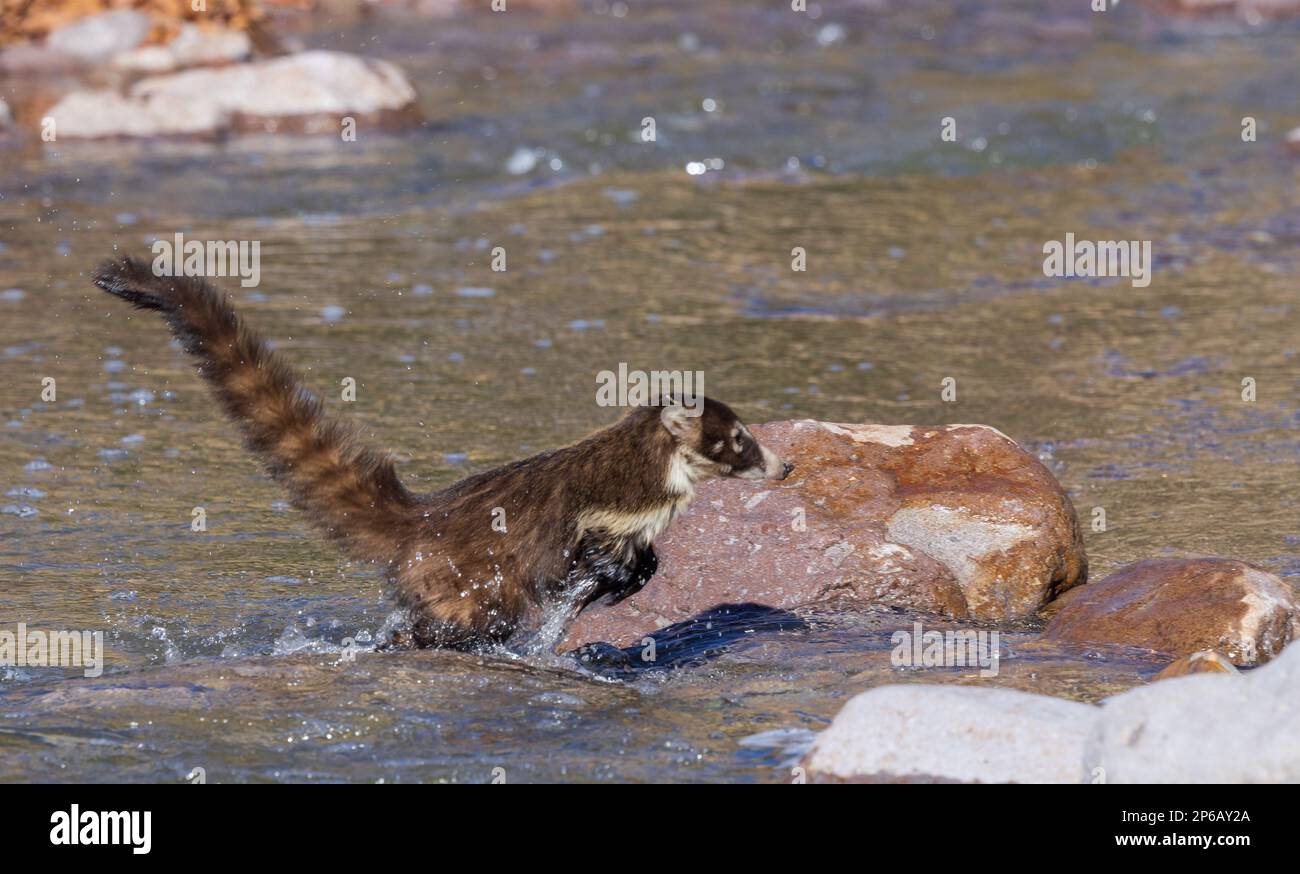White Nosed Coatimundi Crossing a Stream in the Chiricahua National ...