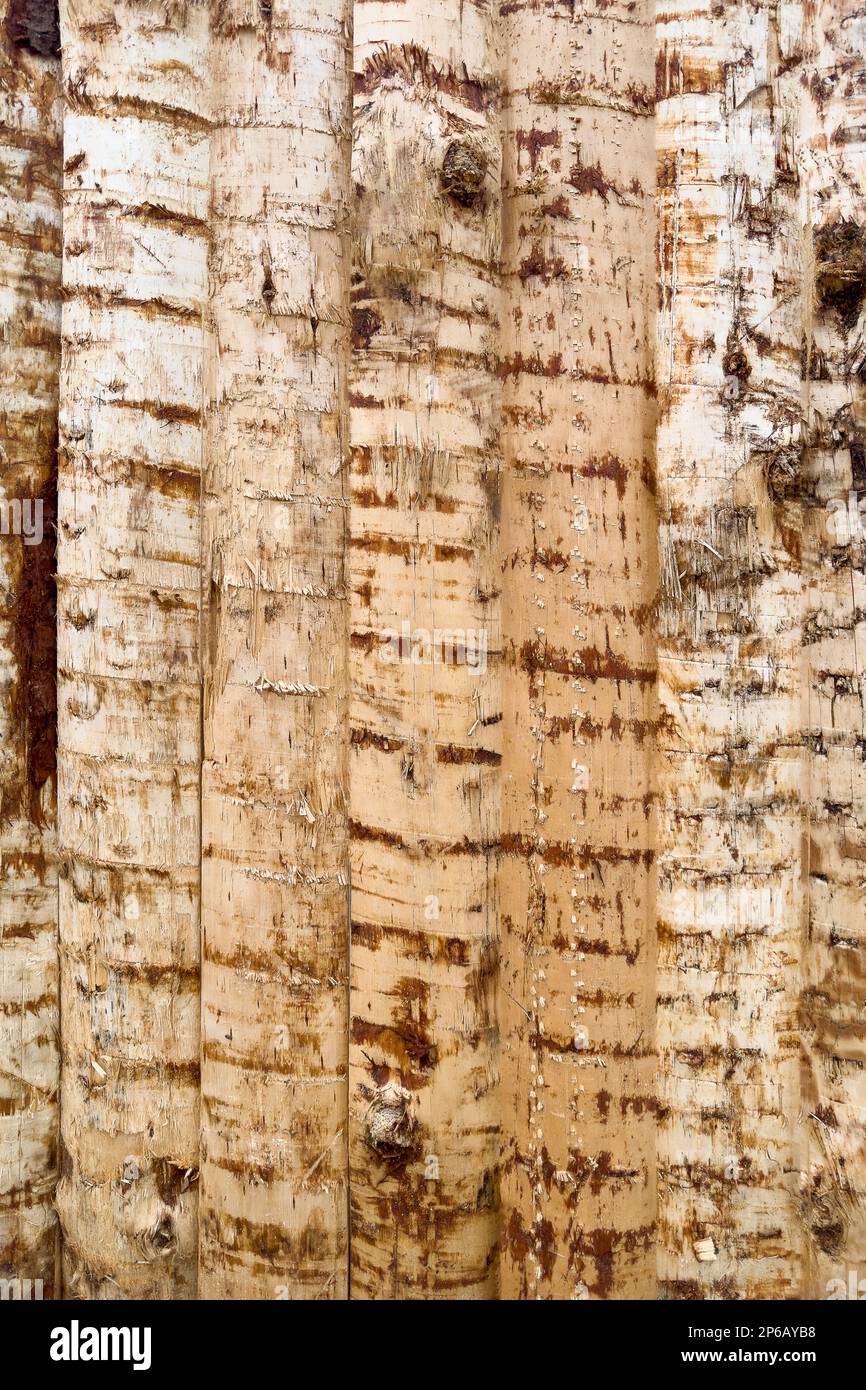 Log cabin or barn unpainted debarked wall textured background with copy ...