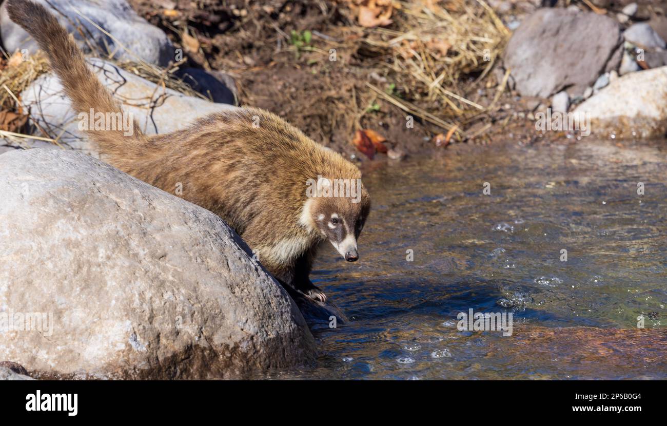 White Nosed Coatimundi Crossing a Stream in the Chiricahua National ...